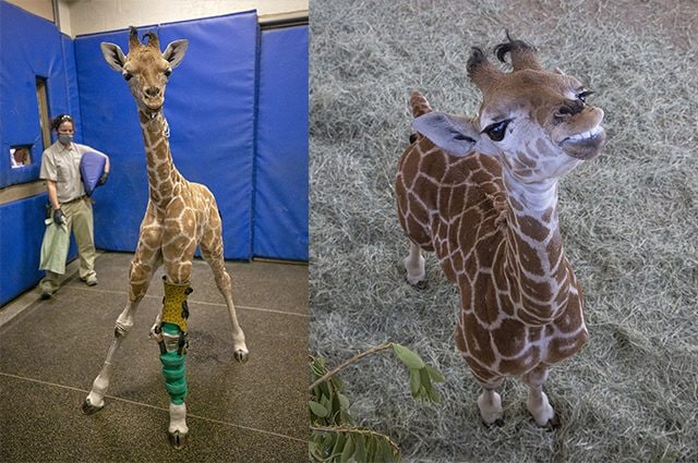 Msituni, adorabile giraffa di 3 mesi, torna a camminare grazie a un ...