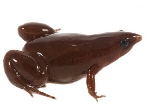 Le cioccorane di Harry Potter esistono davvero: scoperta in Perù la ...