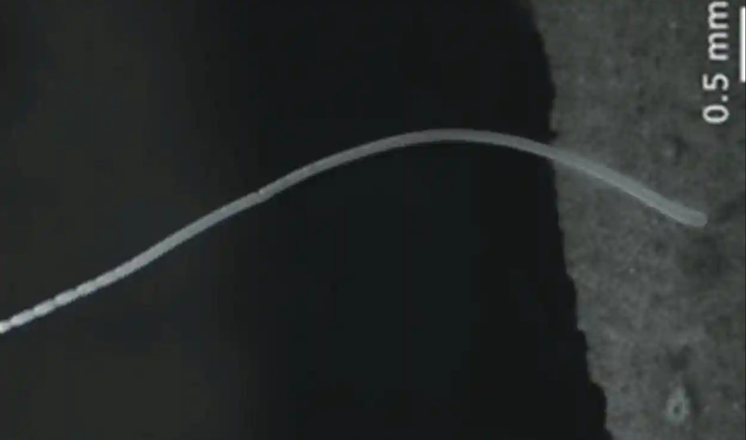 Gli scienziati scoprono il batterio più grande al mondo: è il primo ...