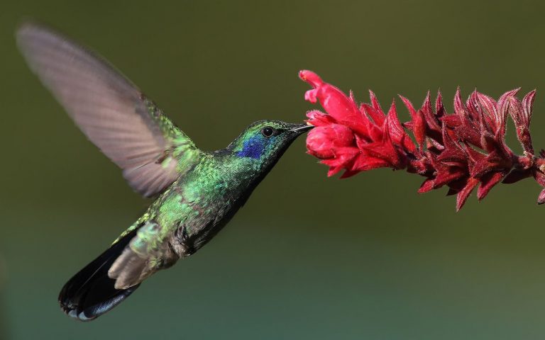 Gli splendidi colibrì sono gli uccelli più colorati del pianeta: lo ha ...