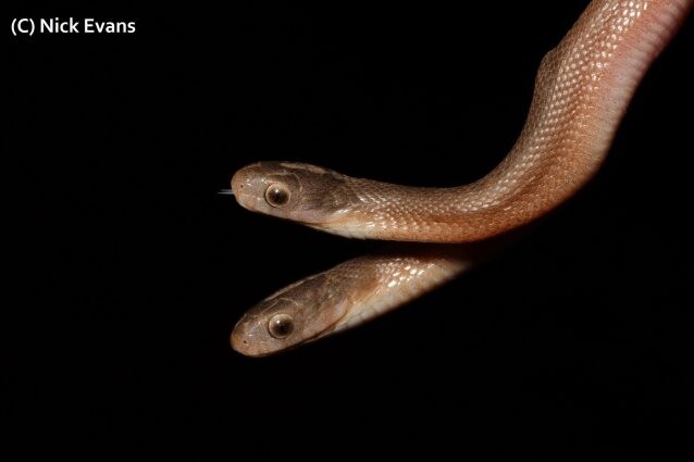 Raro serpente con due teste avvistato in Sud Africa: il mangiatore di ...
