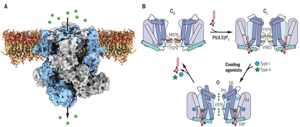 Finalmente sappiamo perché menta e mentine ci fanno sentire freddo
