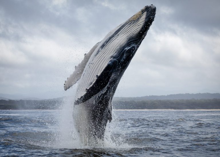 La piccola balena salta come un delfino vicino alla mamma: i magnifici ...
