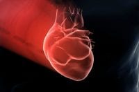 Perché il simbolo del cuore è così diverso dal vero organo: studio ...