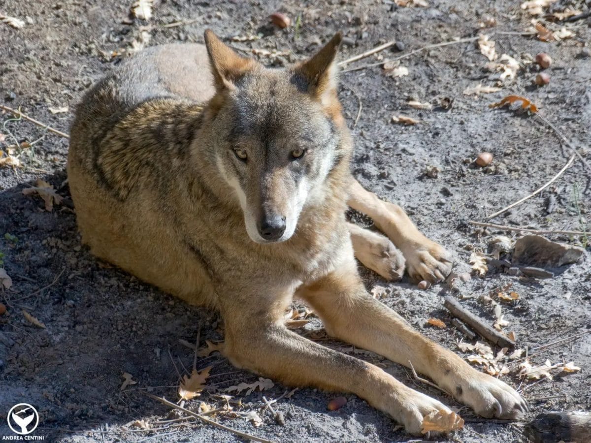 Perché ci sono sempre più lupi nel Nord Italia e quali sono i rischi ...