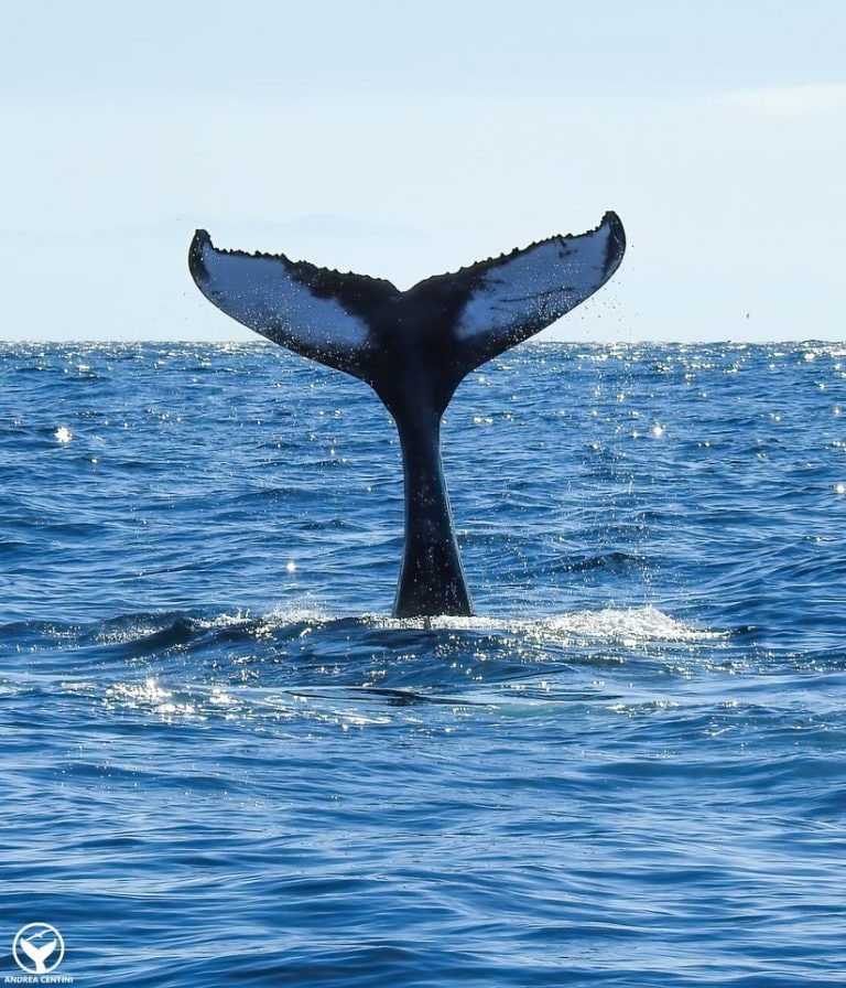 Balena con la schiena spezzata da una nave migra per 5mila km, dal ...