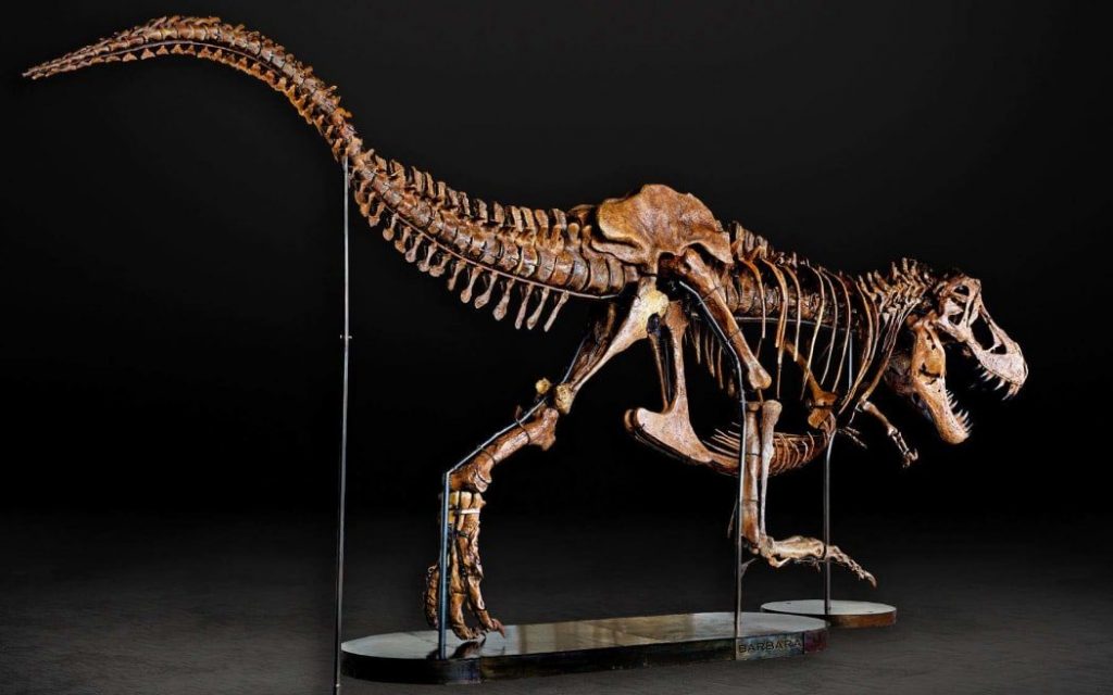 Barbara, magnifica T. rex, era gravida quando morì: sopravvisse anche a ...