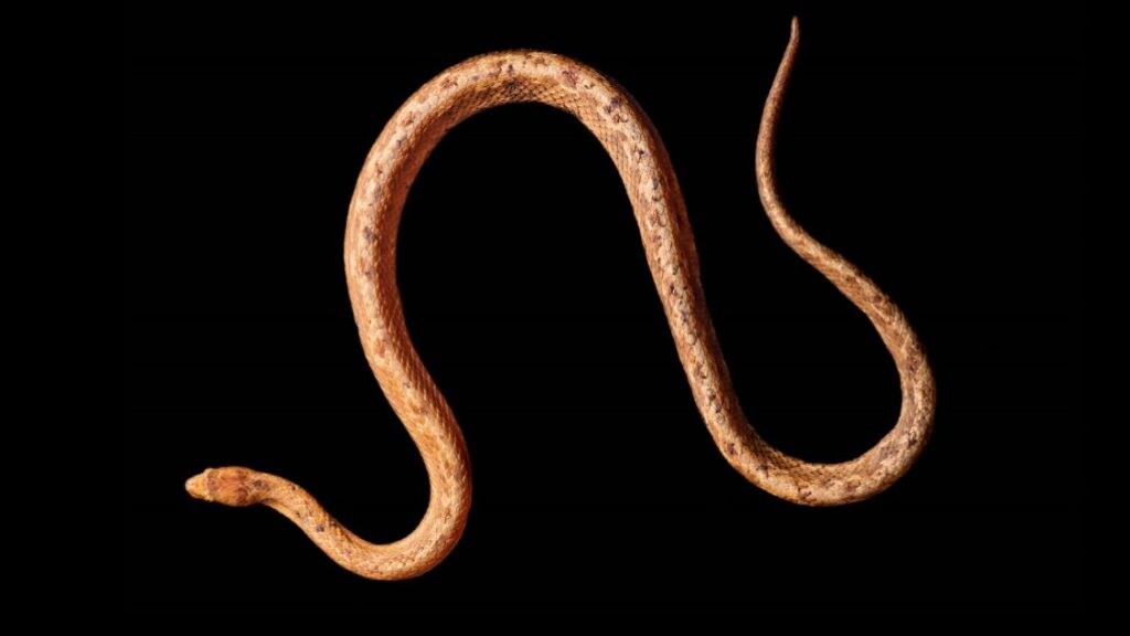 Nuova specie di serpente boa nano scoperta nella foresta amazzonica ...