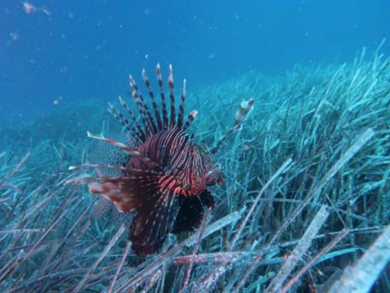 Cos’è il pesce scorpione, la pericolosa specie aliena avvistata nei ...
