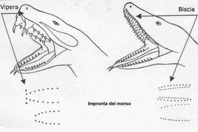 Come riconoscere una vipera, come comportarsi e cosa fare se ti morde