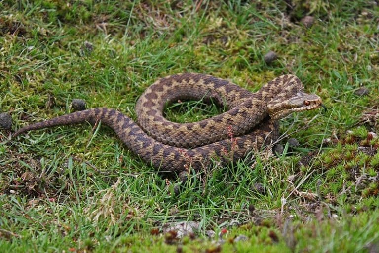 Come riconoscere una vipera, come comportarsi e cosa fare se ti morde
