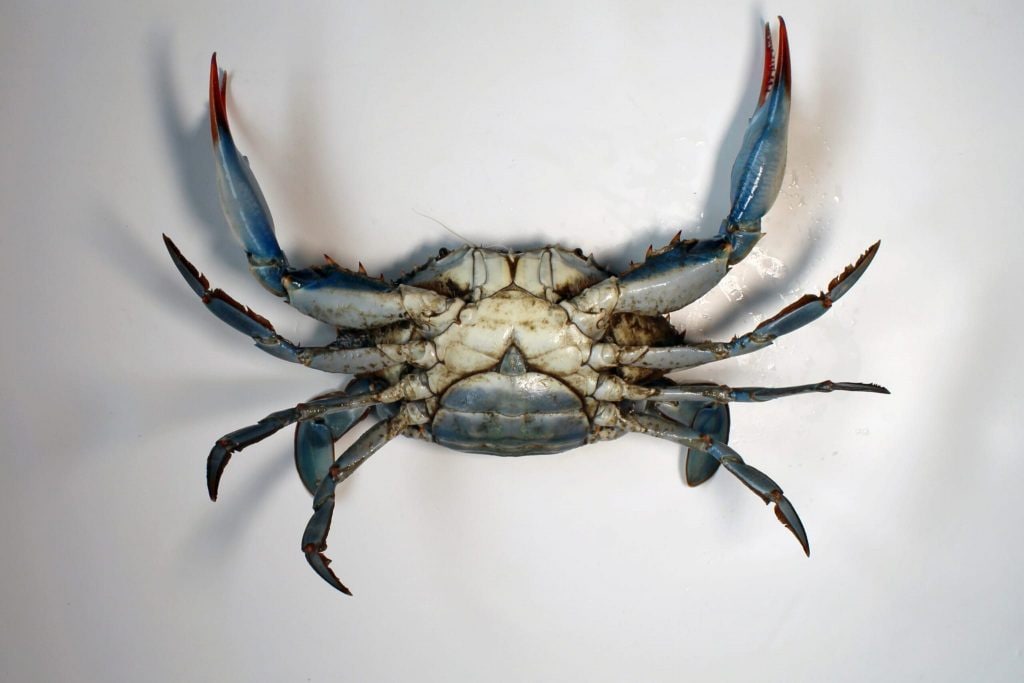 Granchio Blu: come riconoscerlo, da dove viene e perché è pericoloso ...