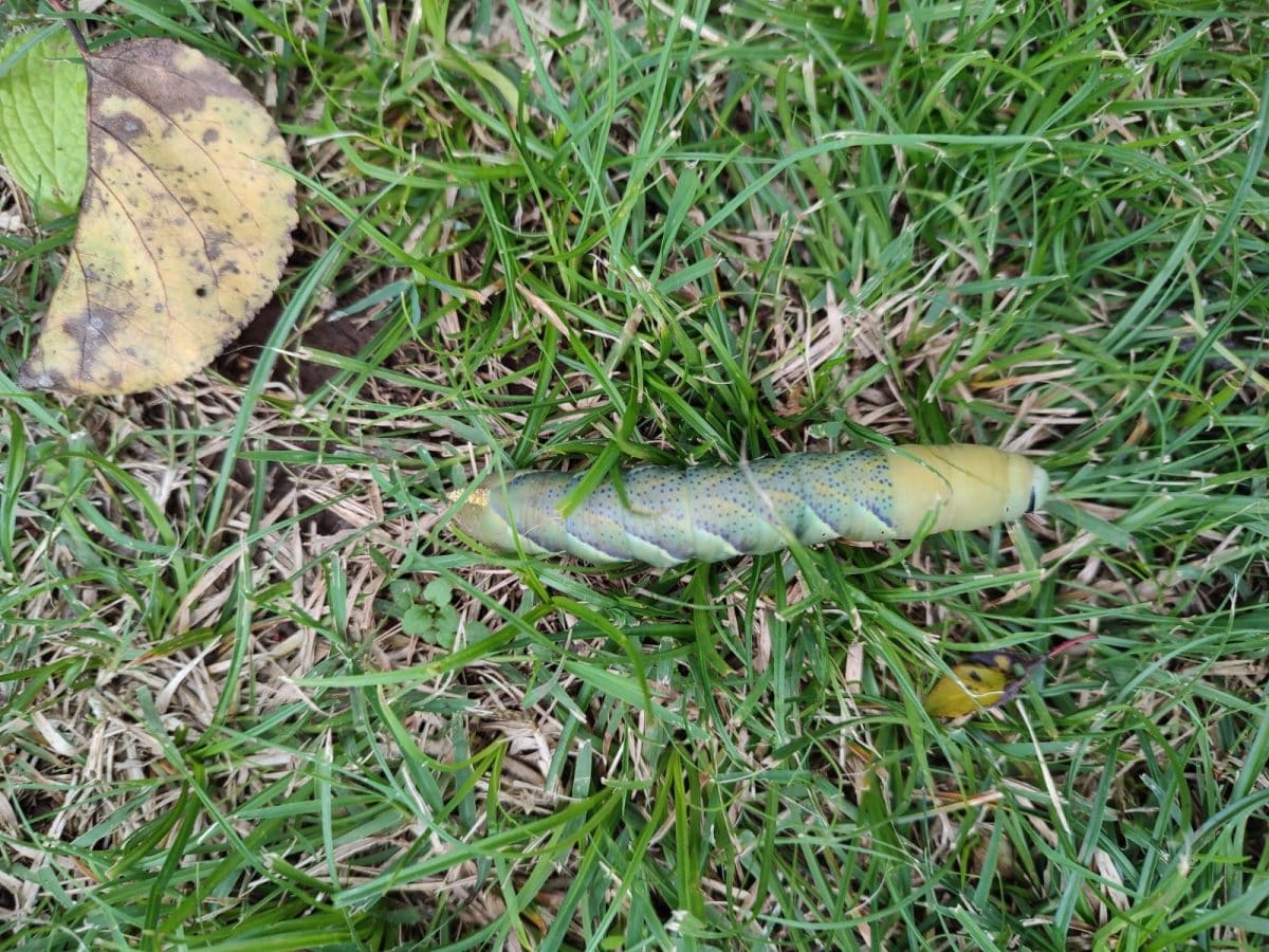 Rara sfinge testa di morto avvistata a Latina: è la falena de Il ...