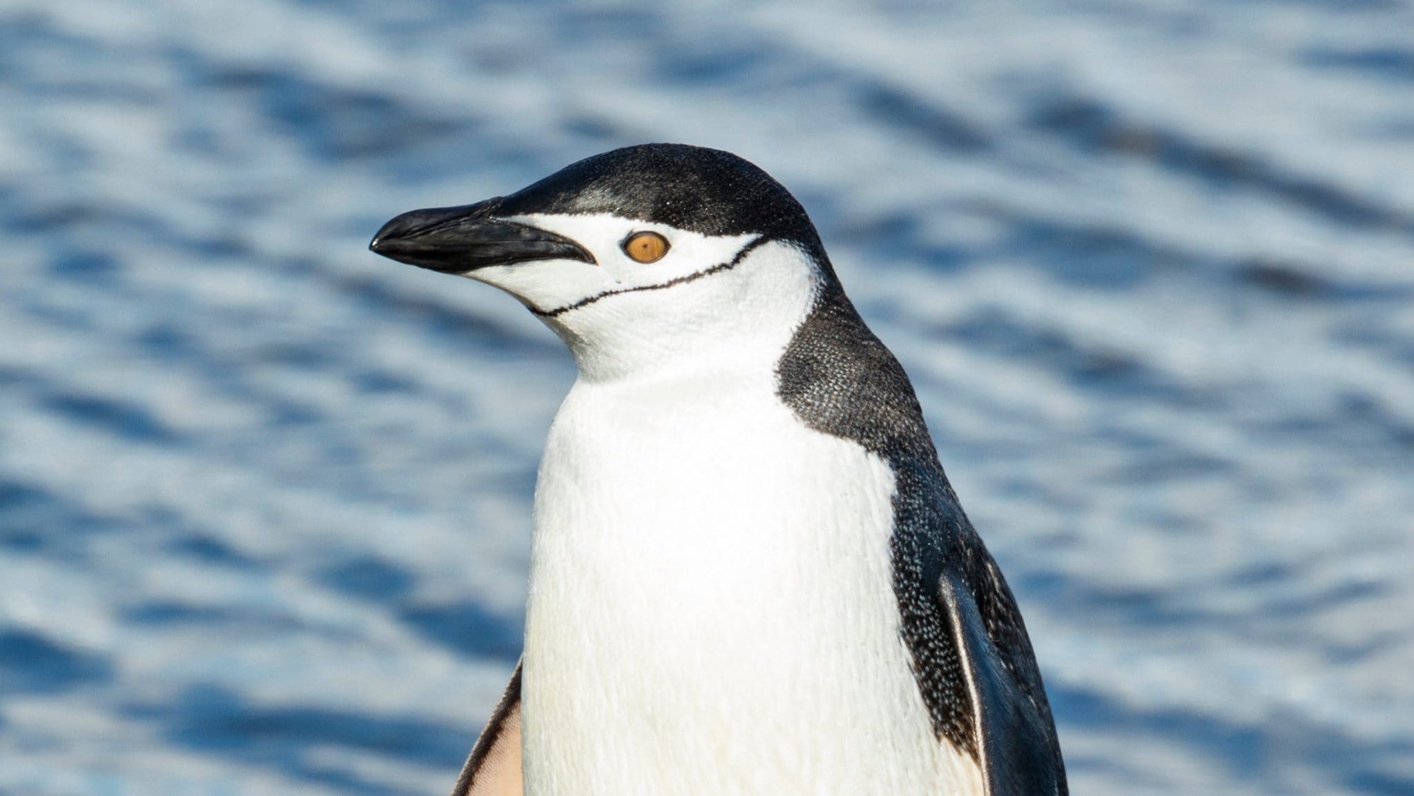 Questi meravigliosi pinguini si addormentano 10.000 volte al giorno ...