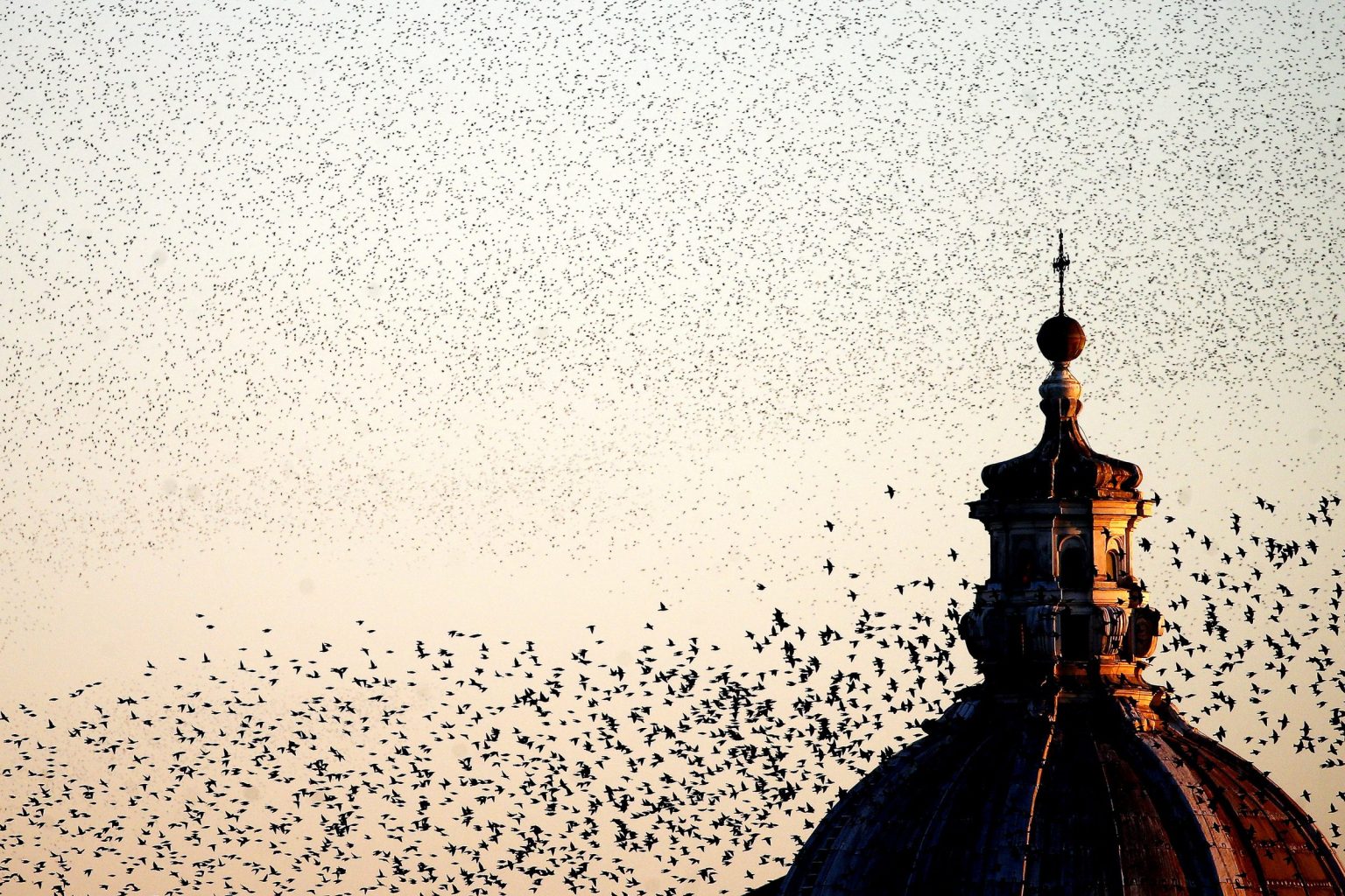 Cos'è il mormorio di storni e perché volano a milioni, creando forme ...