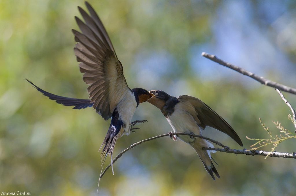 Come riconoscere le rondini e perché gli uccelli bianchi e neri che ...