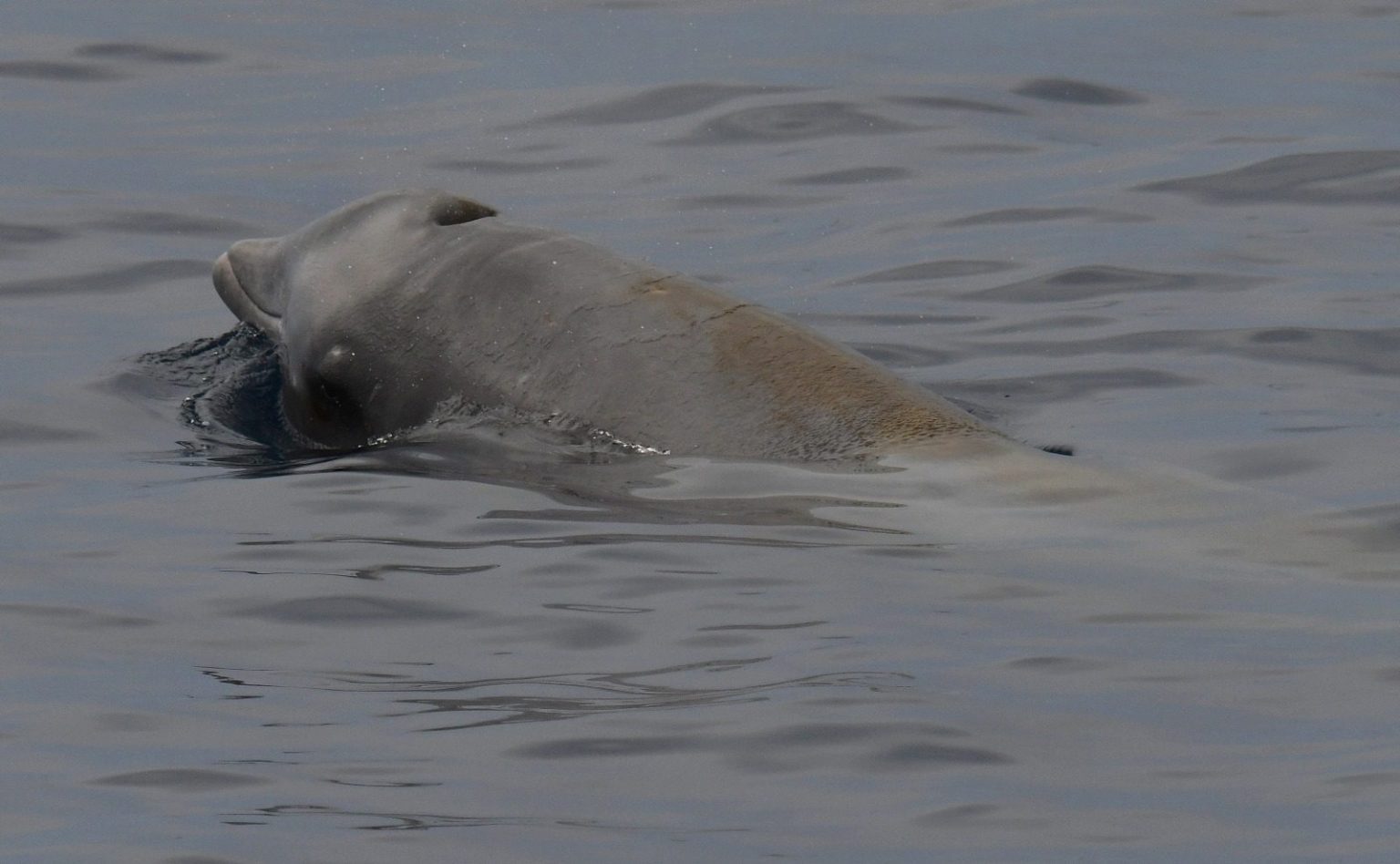 Cos'è lo zifio, il misterioso cetaceo che vive nel Mediterraneo: le ...