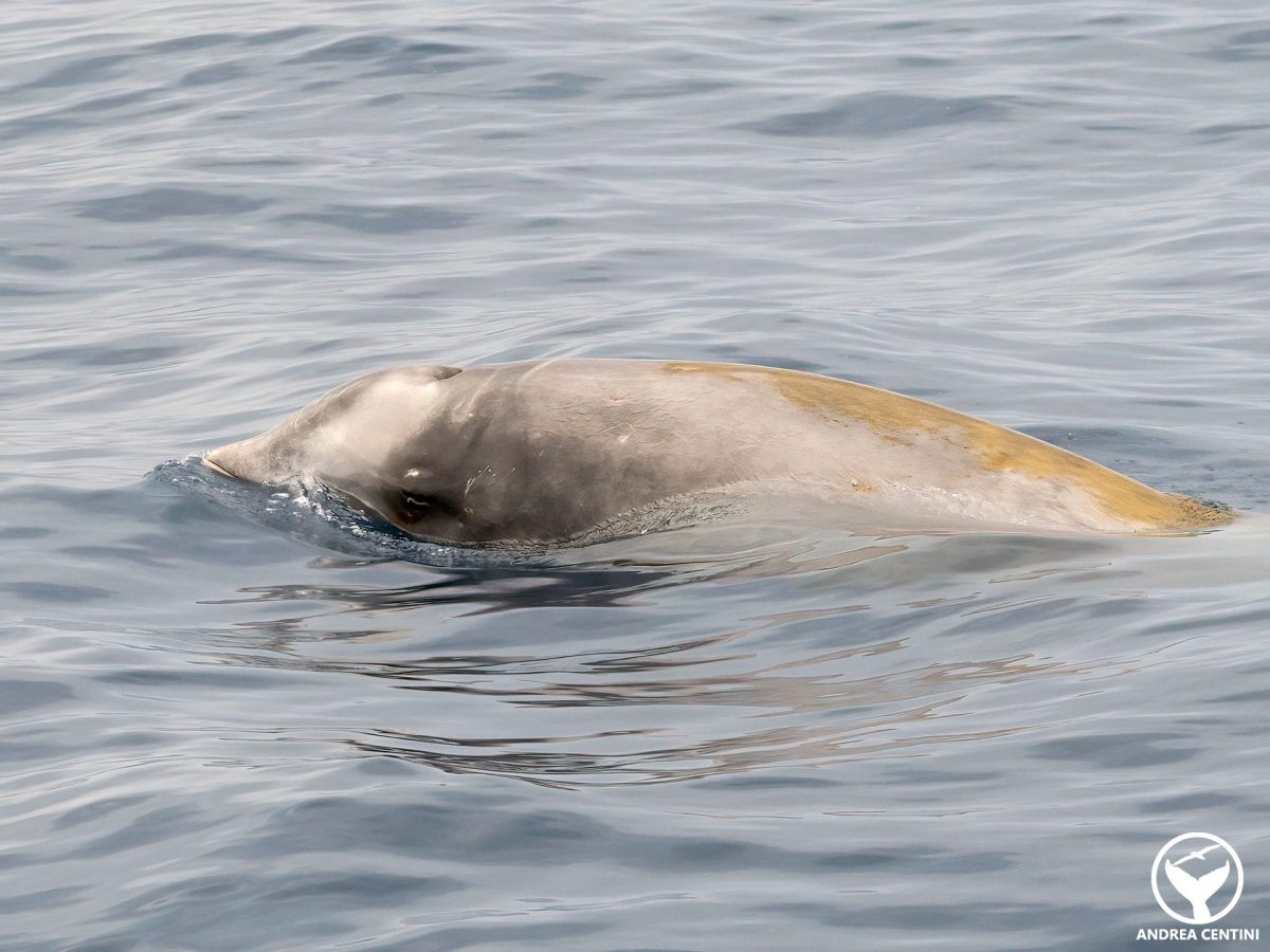 Cos'è lo zifio, il misterioso cetaceo che vive nel Mediterraneo: le ...