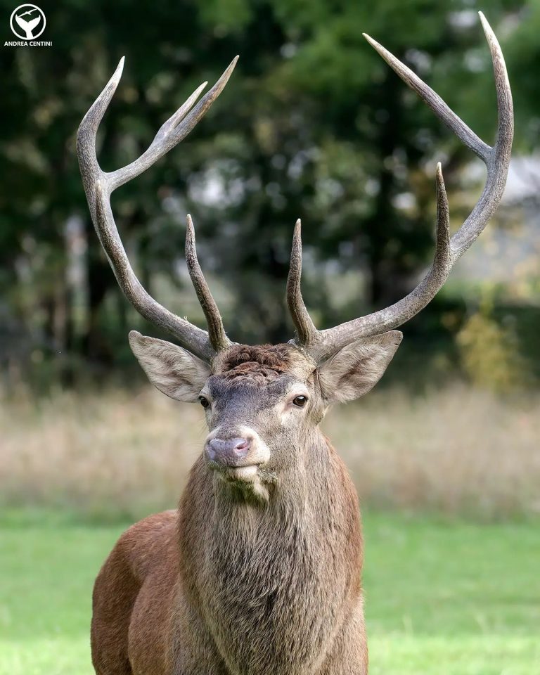 Cos'è il bramito dei cervi e dove vederlo in Italia: la stagione è ...