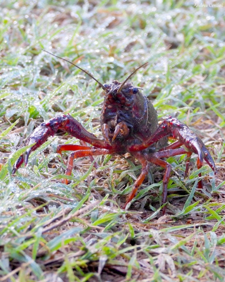 Come è fatto il gambero killer: colore, dimensioni e perché si chiama così