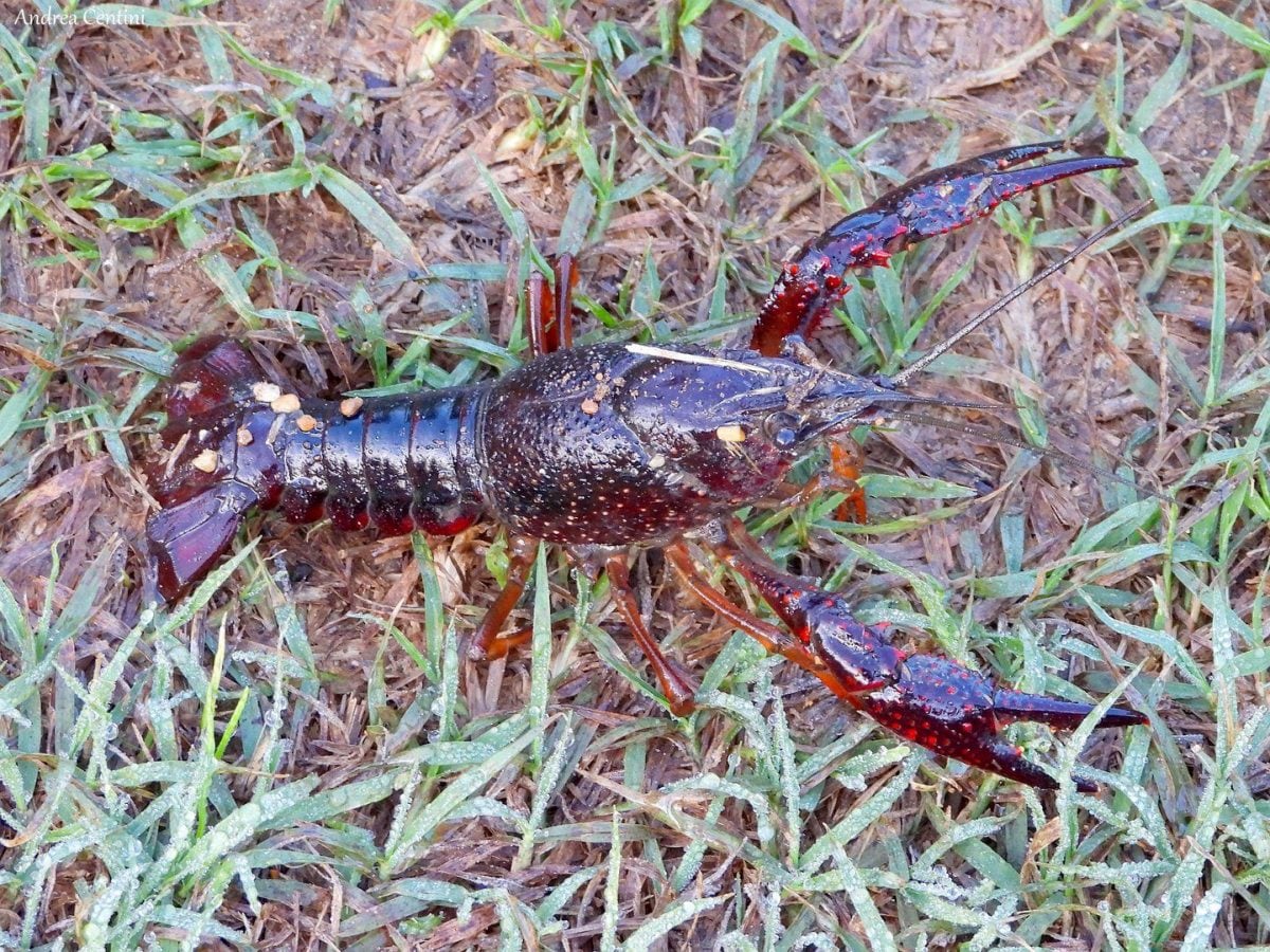 Come è fatto il gambero killer: colore, dimensioni e perché si chiama così