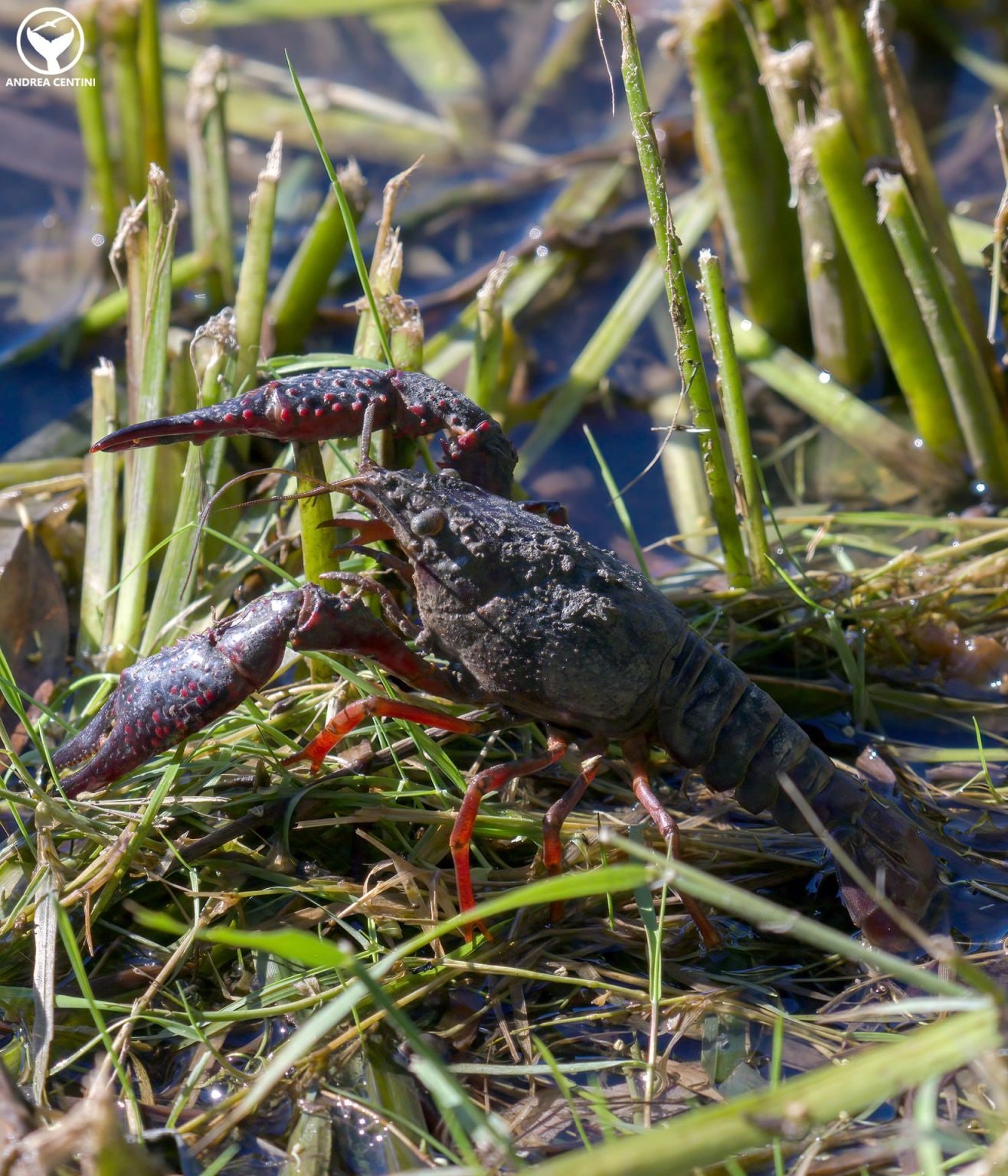 Il gambero killer ha invaso anche le grotte italiane: gravi rischi per ...