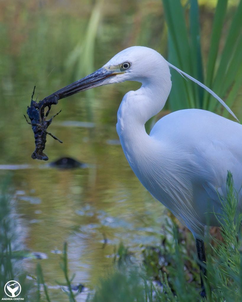 Come è fatto il gambero killer: colore, dimensioni e perché si chiama così