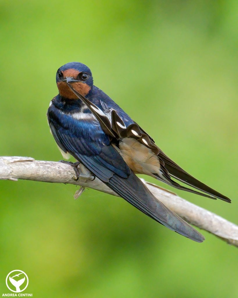 Le immagini della rarissima rondine rossiccia, il fotografo: “Era in ...