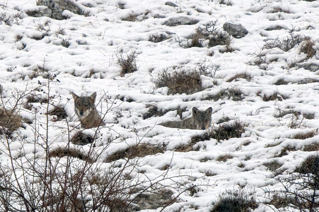 Abbiamo incontrato un branco di lupi in Abruzzo: le splendide immagini ...