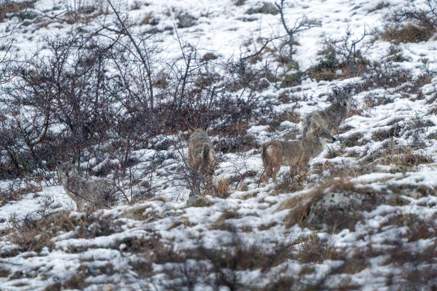Abbiamo incontrato un branco di lupi in Abruzzo: le splendide immagini ...
