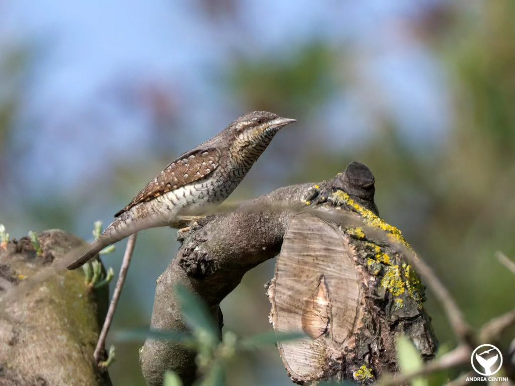 Sono arrivati i primi torcicollo dall'Africa: le immagini dello ...