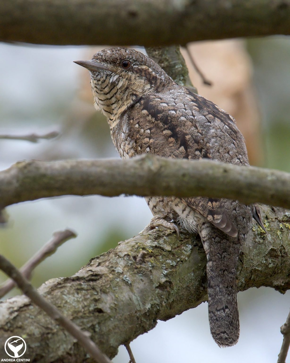 Sono arrivati i primi torcicollo dall'Africa: le immagini dello ...