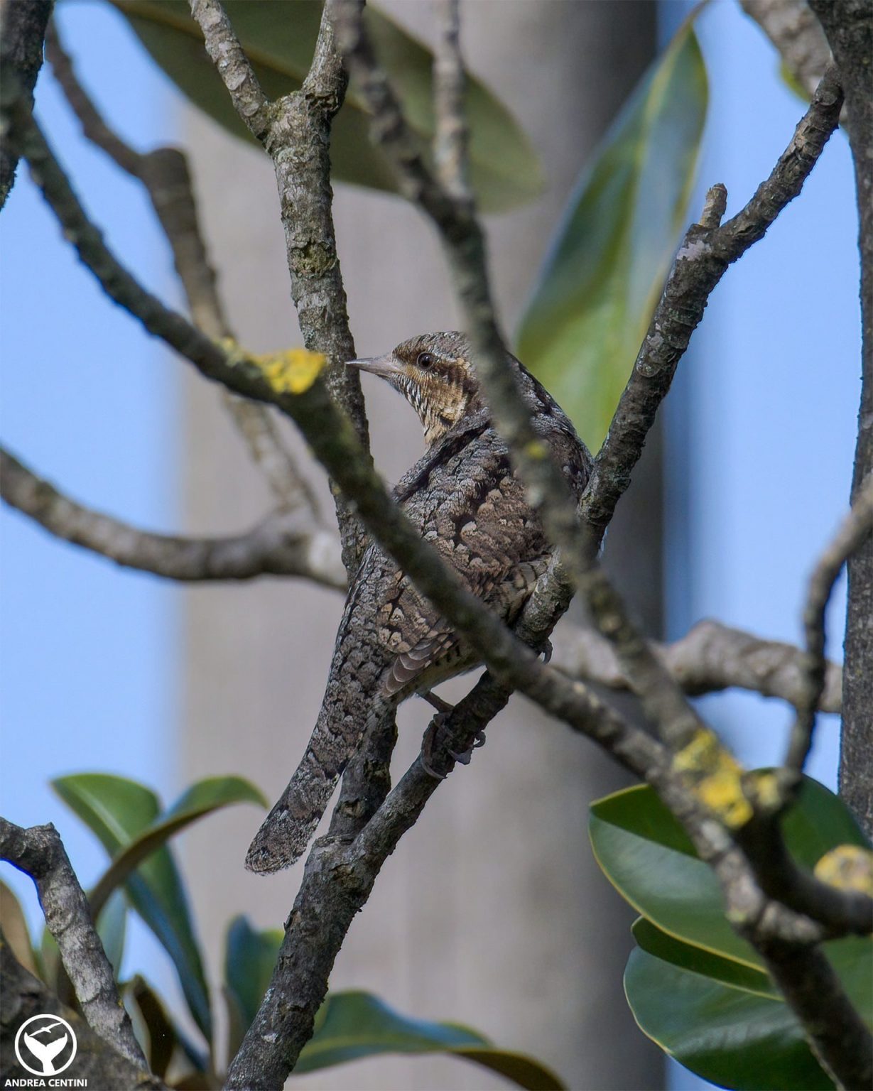 Sono arrivati i primi torcicollo dall'Africa: le immagini dello ...