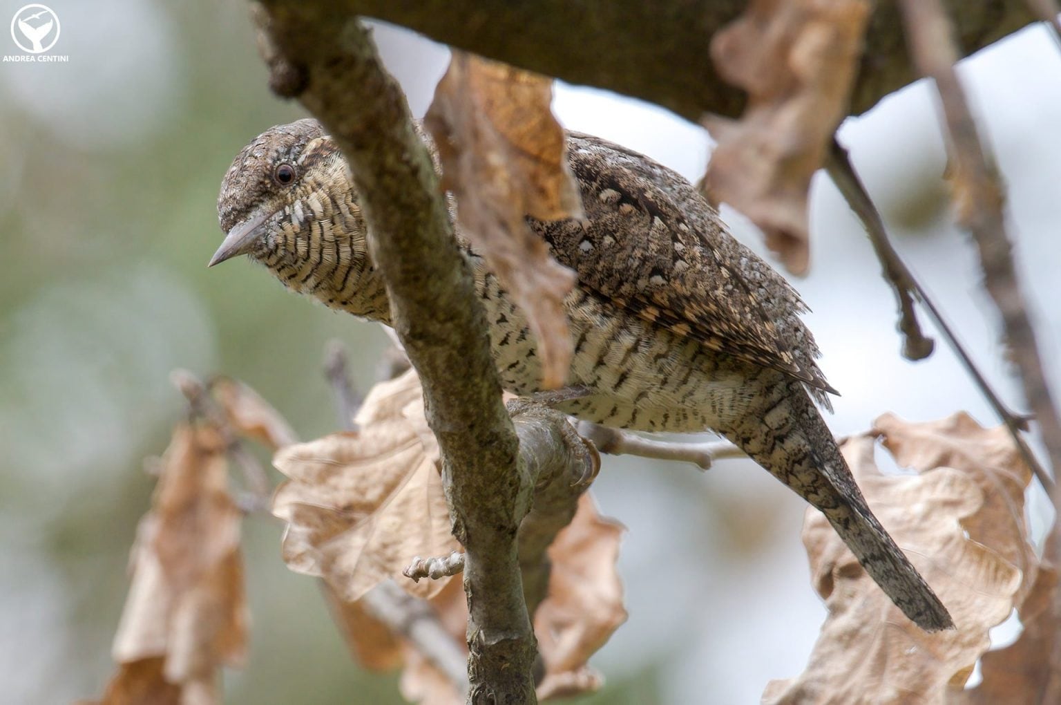 Sono arrivati i primi torcicollo dall'Africa: le immagini dello ...
