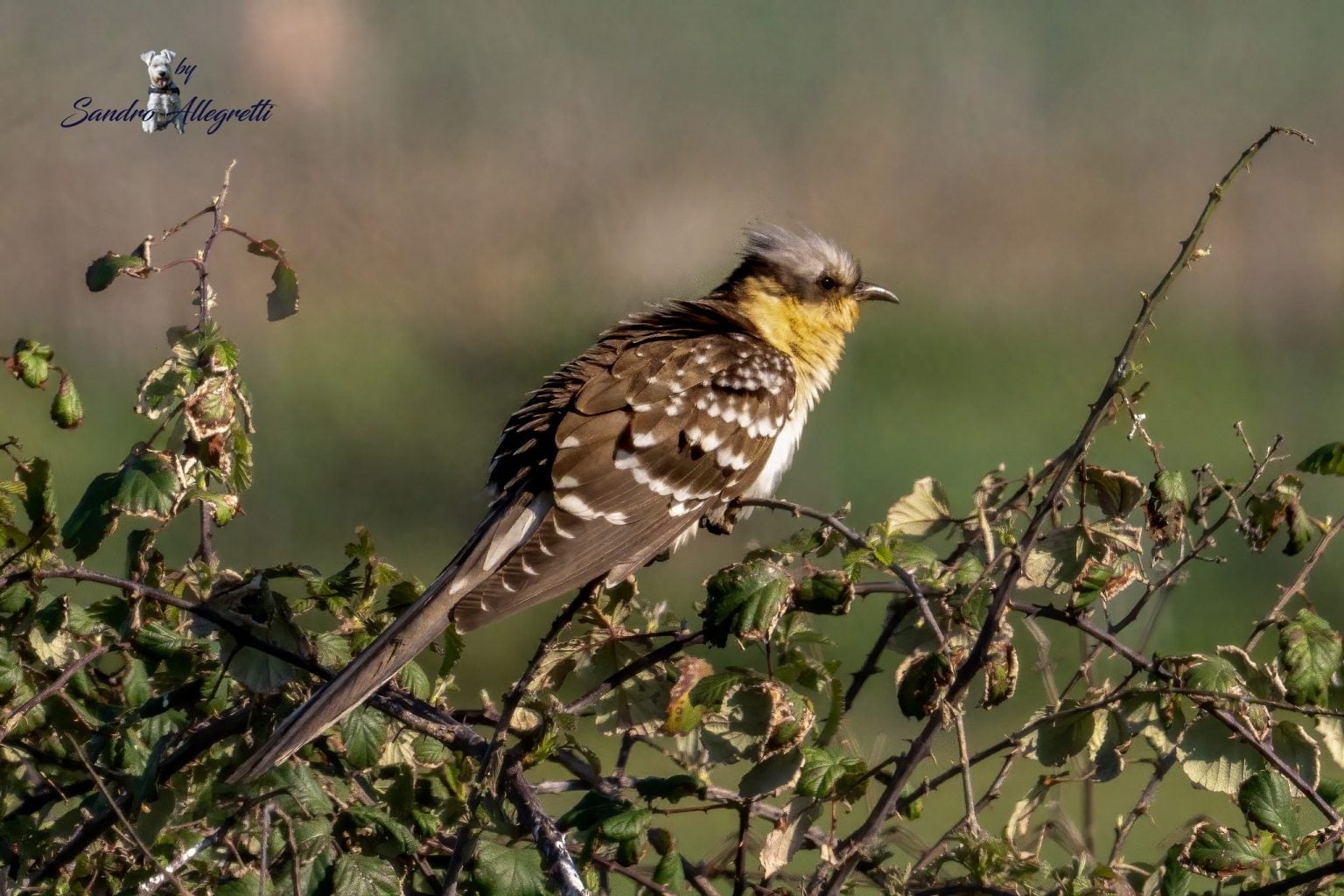 Sono arrivati i cuculi dal ciuffo: le immagini dei magnifici uccelli ...