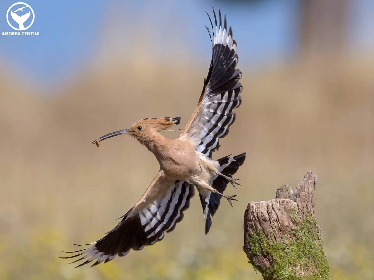 Sono arrivate le prime upupe in Italia: le immagini del magnifico ...