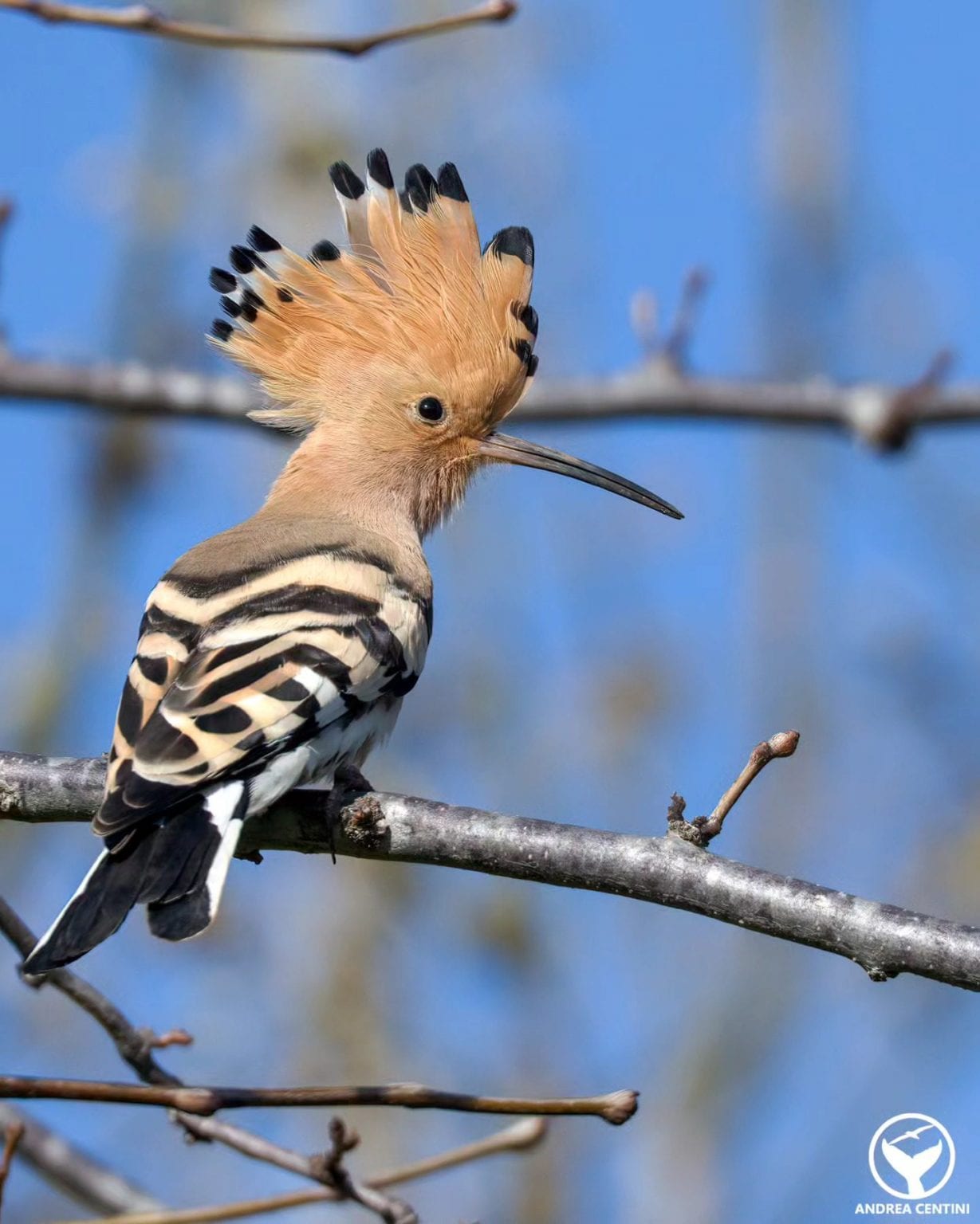 Sono arrivate le prime upupe in Italia: le immagini del magnifico ...