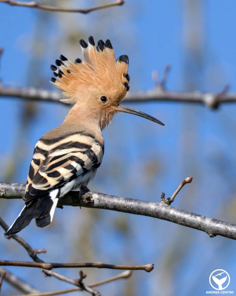 Sono arrivate le prime upupe in Italia: le immagini del magnifico ...
