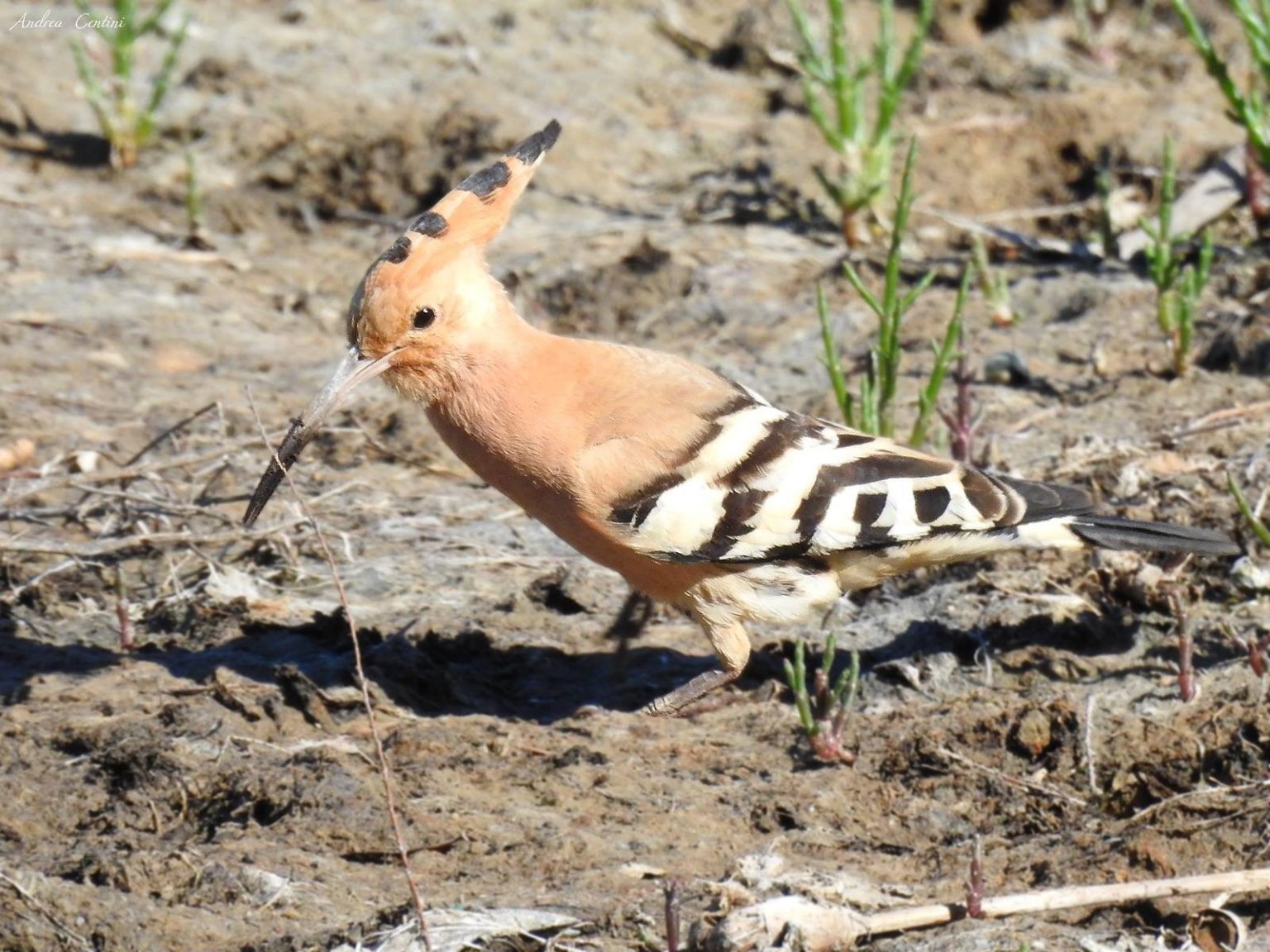 Sono arrivate le prime upupe in Italia: le immagini del magnifico ...