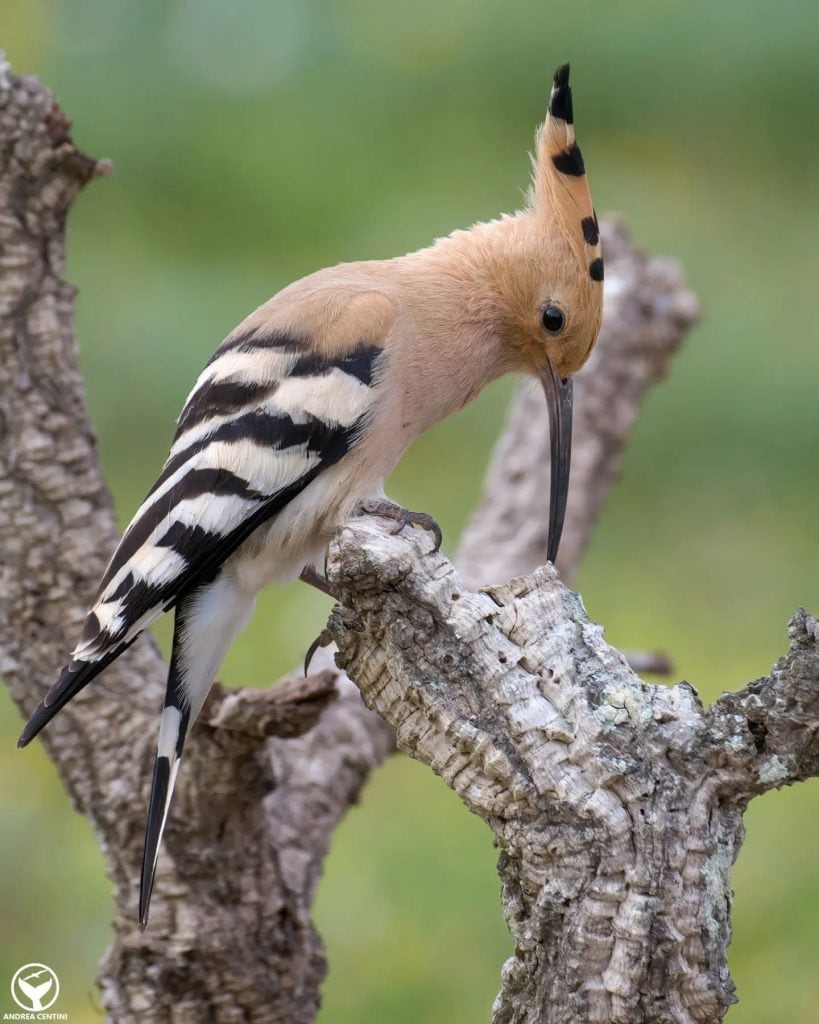 Sono arrivate le prime upupe in Italia: le immagini del magnifico ...