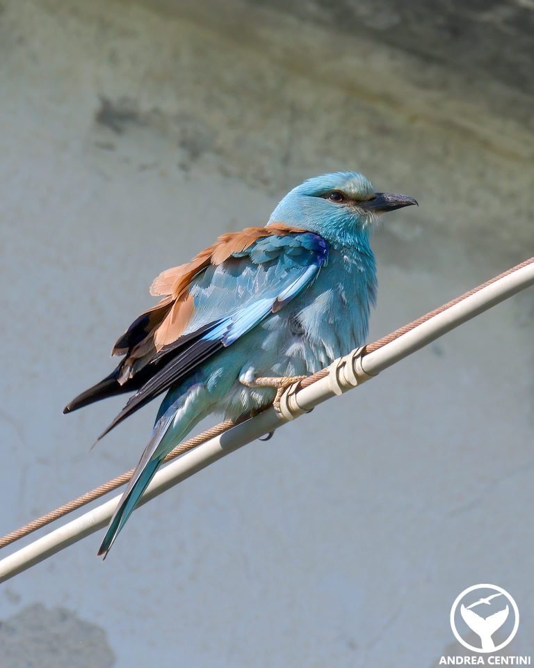 Sembra un corvo turchese ed è una meraviglia della natura: la ghiandaia ...