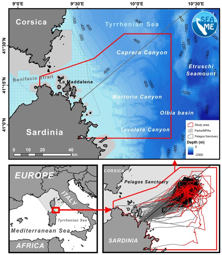 I tesori del Canyon di Caprera, santuario dei cetacei al largo della ...