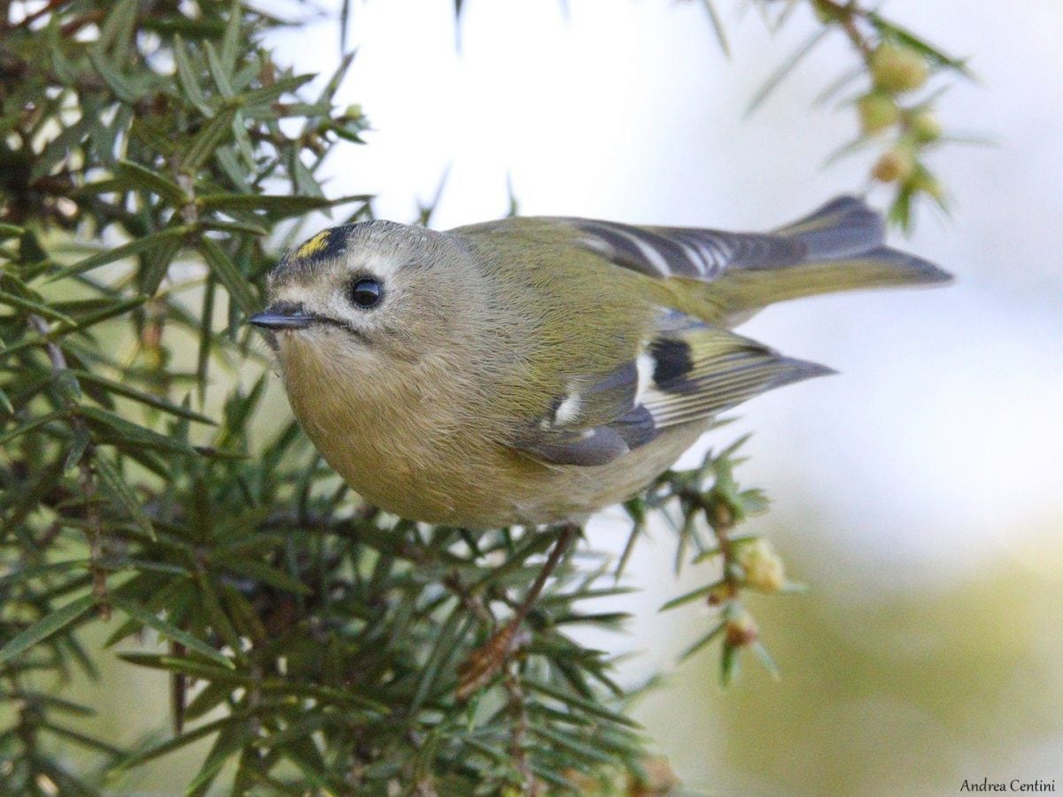 Abbiamo incontrato il regolo, il più piccolo uccello d'Europa: foto e ...