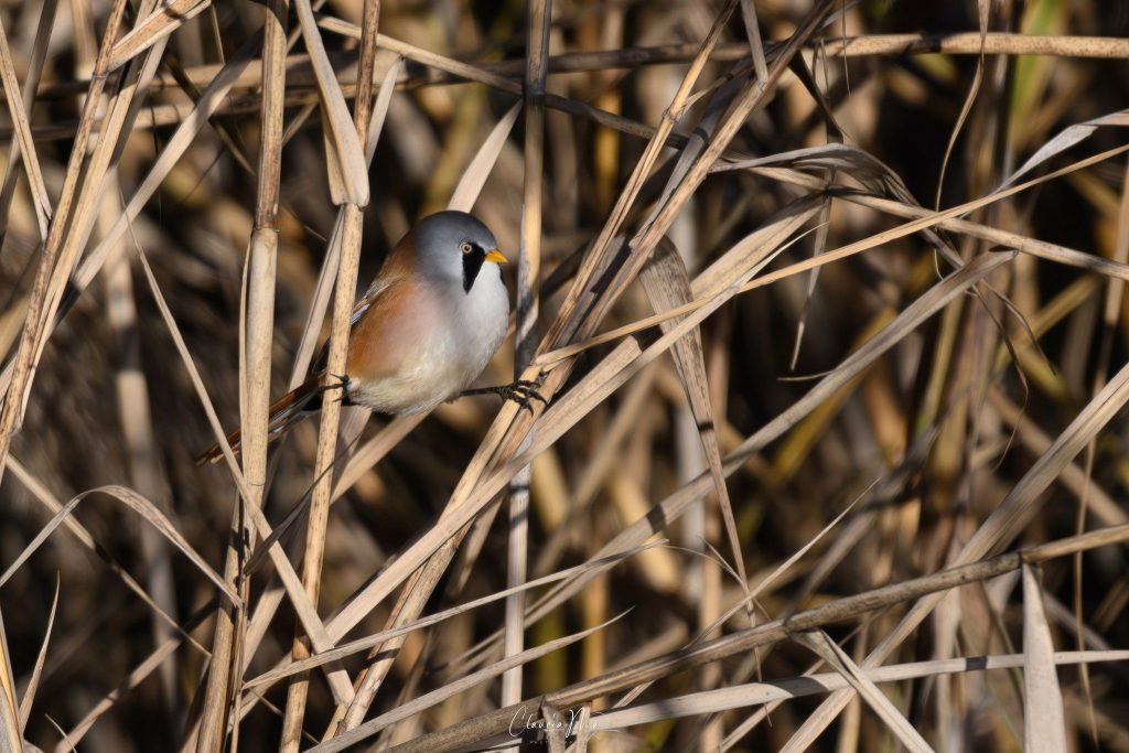 Le foto del basettino, il raro e bellissimo uccello con le 'basette ...
