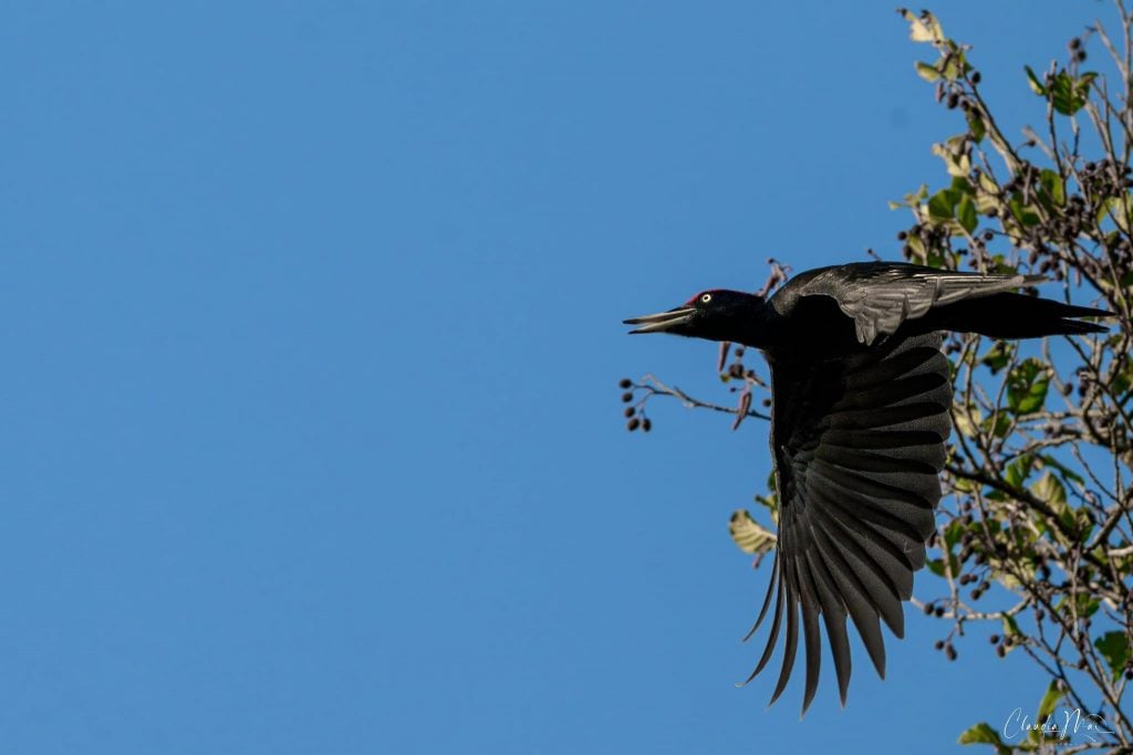 Le foto del meraviglioso picchio nero, il più grande picchio d'Europa ...