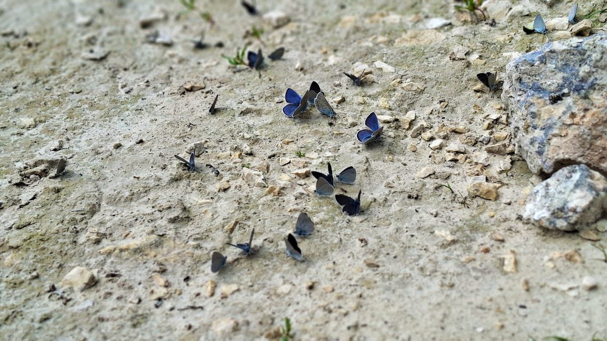 Centinaia di farfalle radunate in un canyon in Abruzzo: le foto dei ...