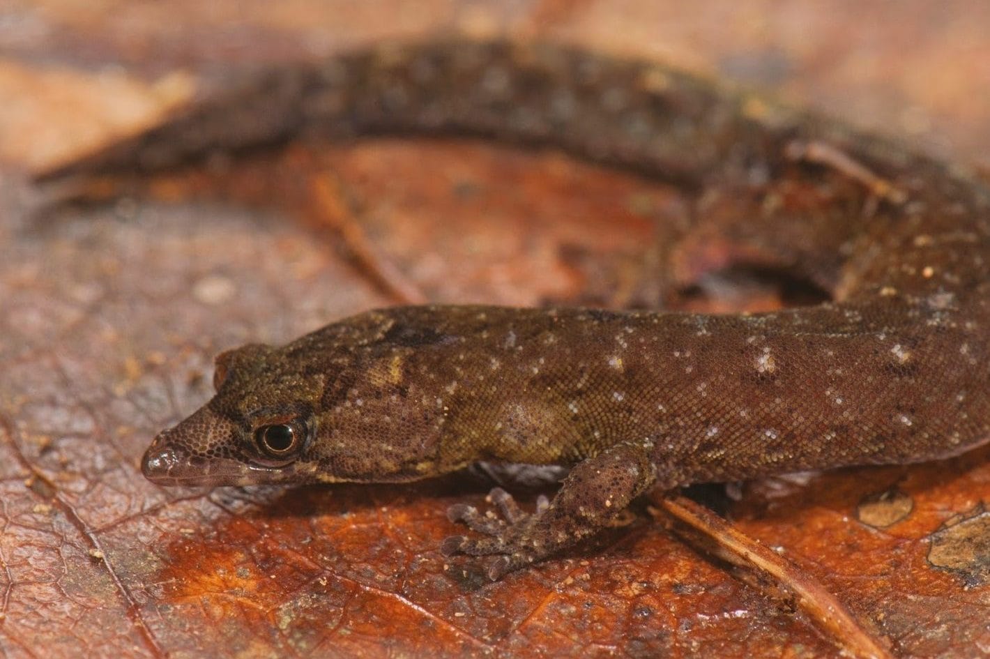 Scoperta una nuova specie di geco in Venezuela: è minuscolo, ha il muso appuntito e il colore ...