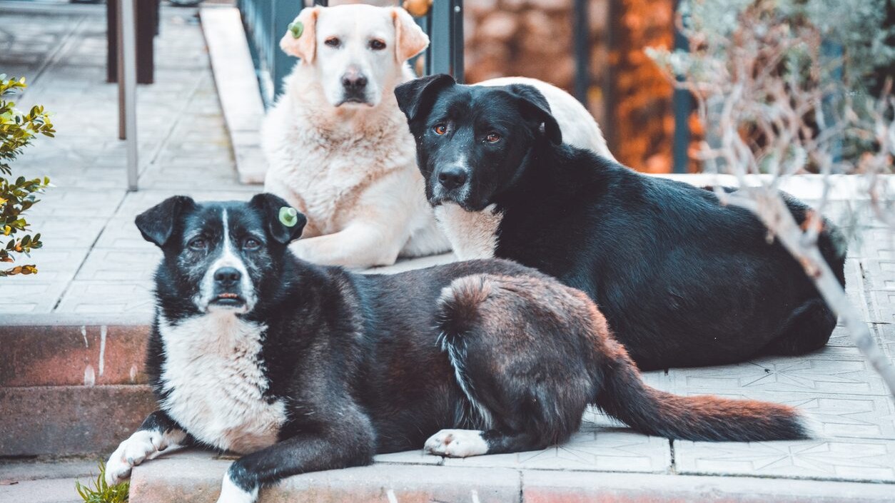 Un cane randagio è il primo ad attraversare la frontiera dopo l'entrata ...