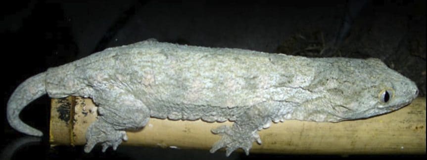 "Ha il morso di un Rottweiller". No, in Italia non c'è nessun "pericolo geco gigante"