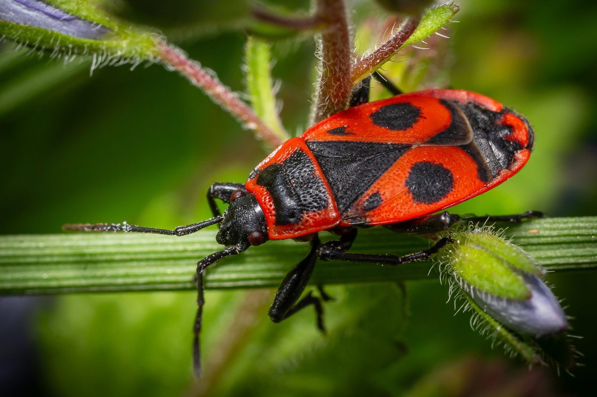 Chi La Cimice Carabiniere L insetto Rosso E Nero Che Sembra Una Chi La Cimice Carabiniere L insetto Rosso E Nero Che Sembra Una